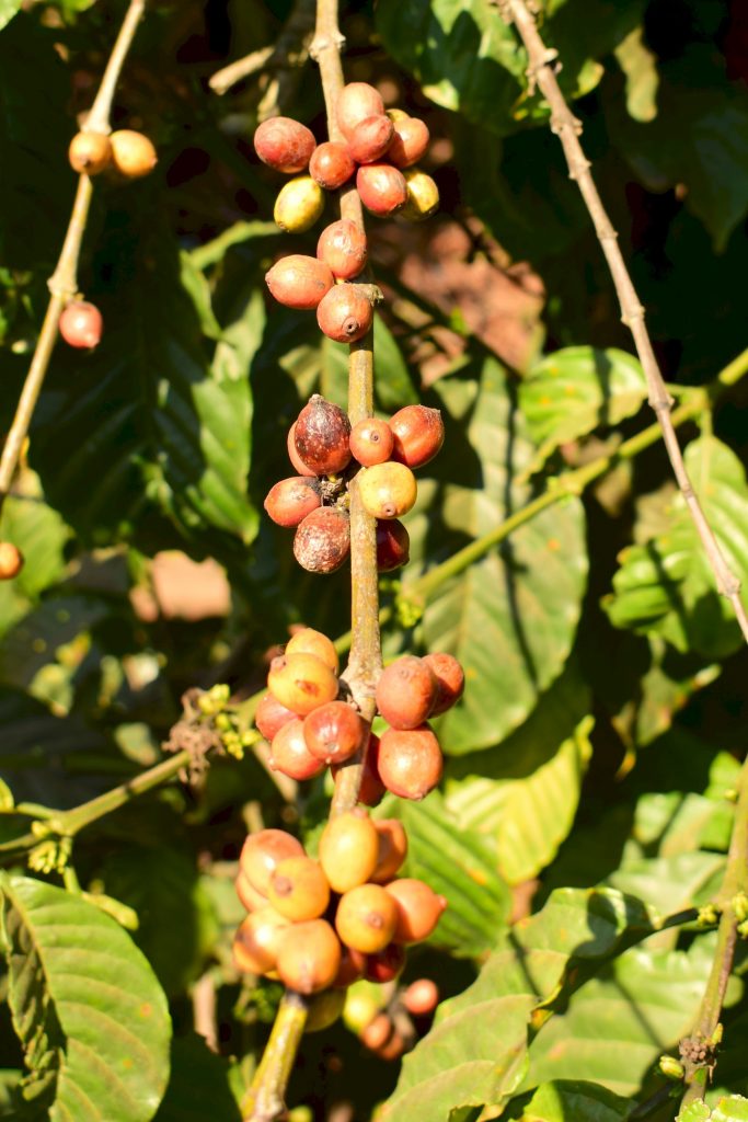 Le café au Vietnam - VirLoBlog and Meet on the Road